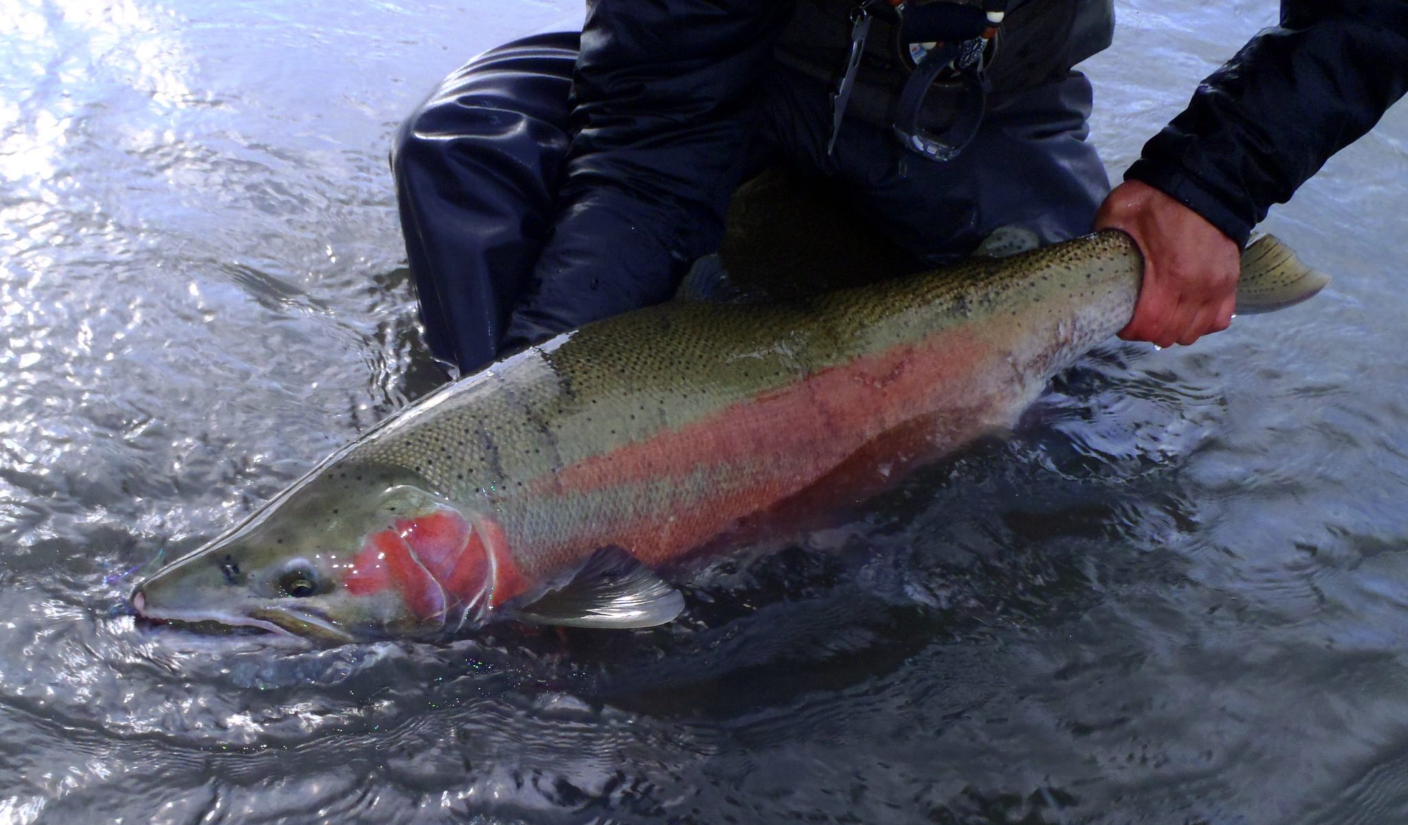 Winter Steelhead Rigging – Swing the Fly
