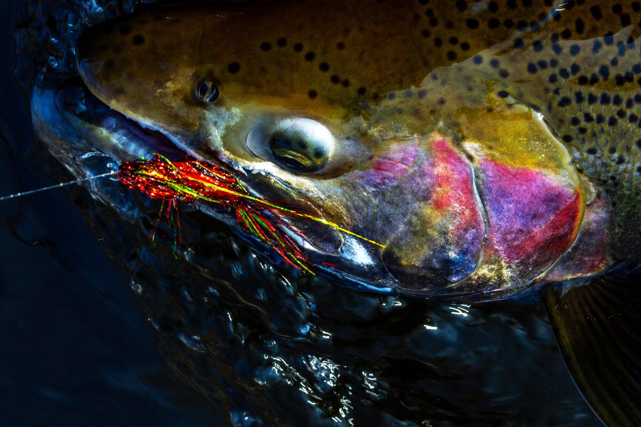 Swing the Fly – The Voice of Spey