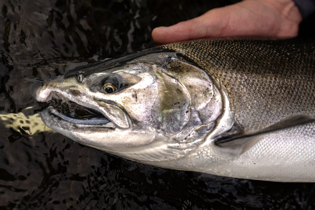 Swing the Fly – The Voice of Spey